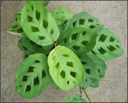 Understand Variegated Plants – How Do They Do That? | The Tree Center™