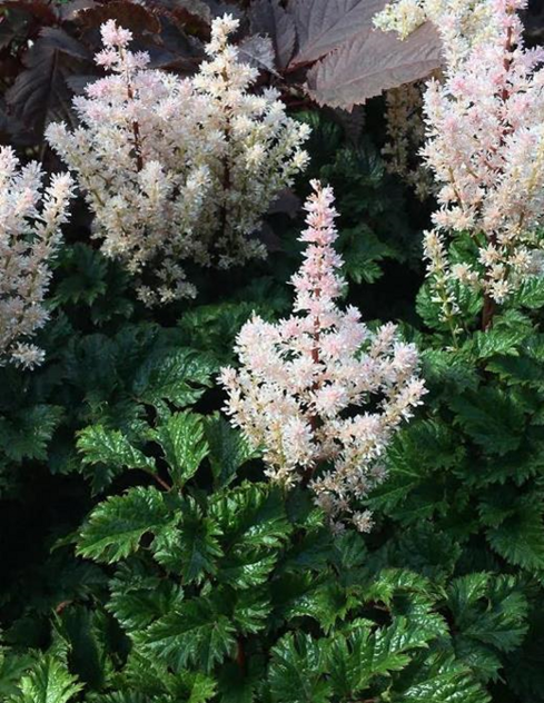 His Name Lives On in Astilbe, but Georg Arends was so much more | The ...