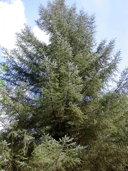 Choosing Spruce Trees | Select the Best Spruce Tree to Plant
