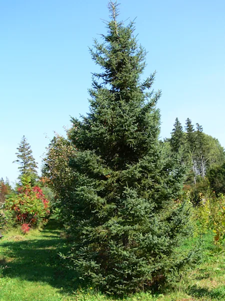 Choosing Spruce Trees | Select the Best Spruce Tree to Plant