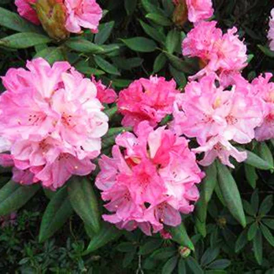 Aloha Rhododendron For Sale Online | The Tree Center