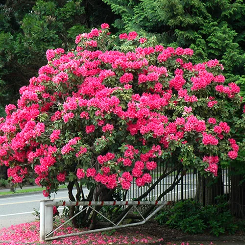 Anna Rose Whitney Rhododendron For Sale Online | The Tree Center