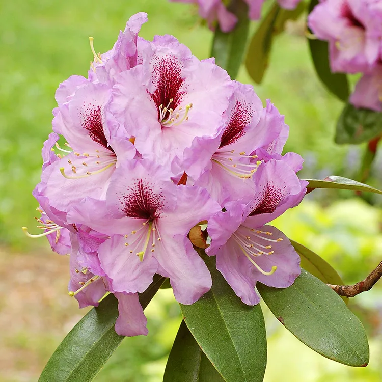 Arthur Bedford Rhododendron For Sale Online | The Tree Center