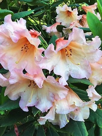 Rhododendron, Rhododendrons For Sale | Shrubs & Bushes