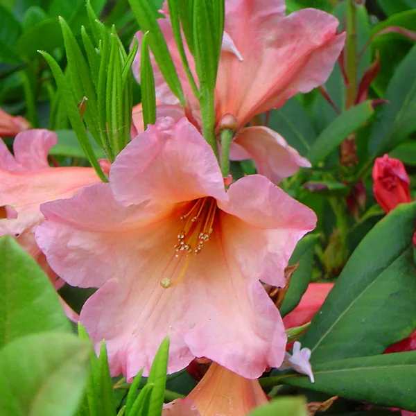 Autumn Gold Rhododendron For Sale Online | The Tree Center