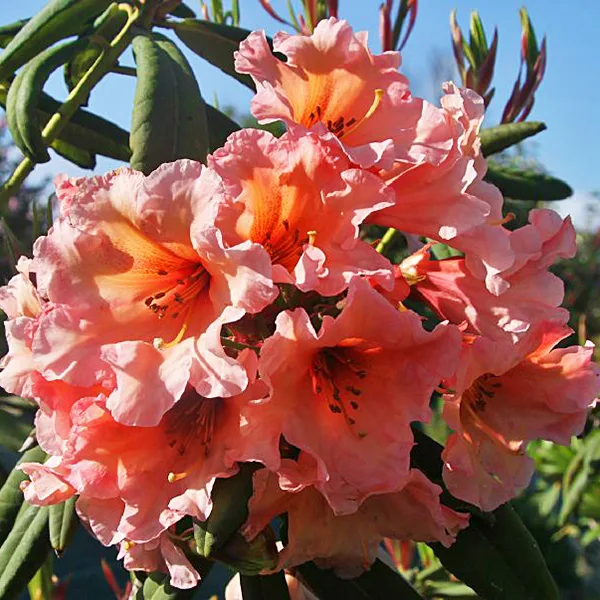 Autumn Gold Rhododendron For Sale Online | The Tree Center