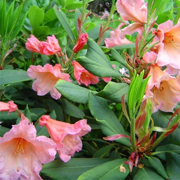 Autumn Gold Rhododendron For Sale Online | The Tree Center