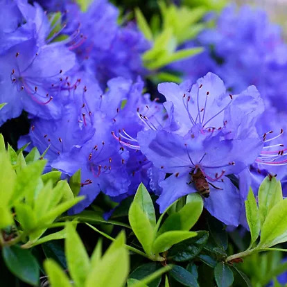 Blue Diamond Rhododendron For Sale Online | The Tree Center