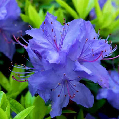 Blue Diamond Rhododendron For Sale Online | The Tree Center