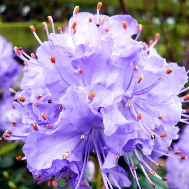 Blue Diamond Rhododendron For Sale Online | The Tree Center