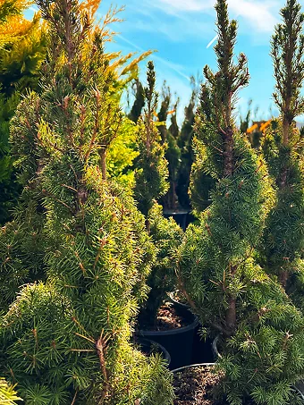 Spruce Trees for Sale Online | The Tree Center