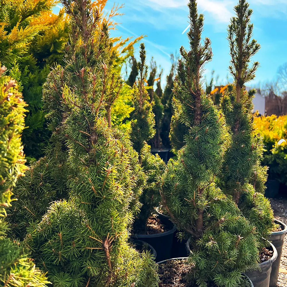 Spiral Dwarf Alberta Spruce For Sale Online | The Tree Center