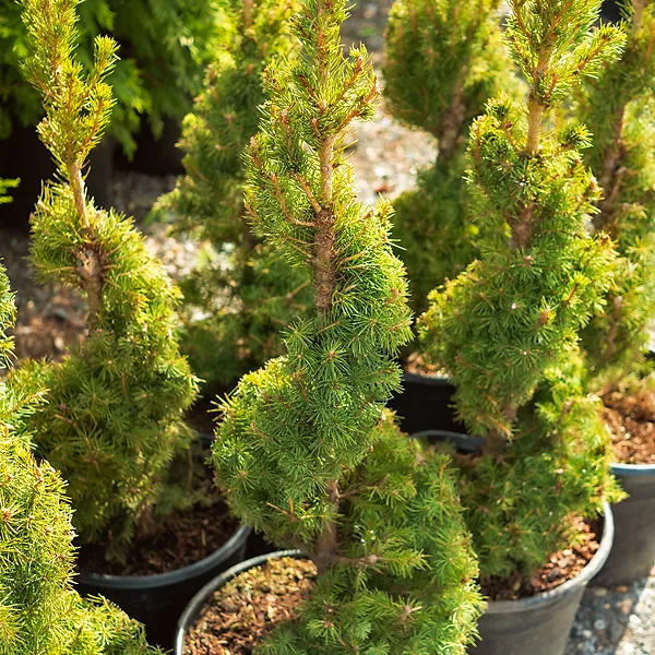 Spiral Dwarf Alberta Spruce For Sale Online | The Tree Center