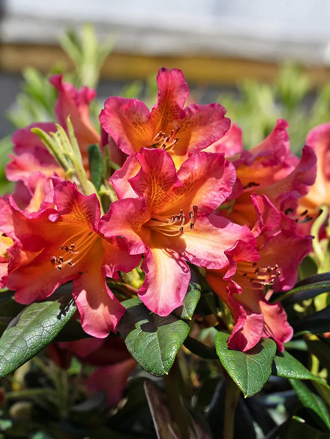 Rhododendron, Rhododendrons For Sale | Shrubs & Bushes