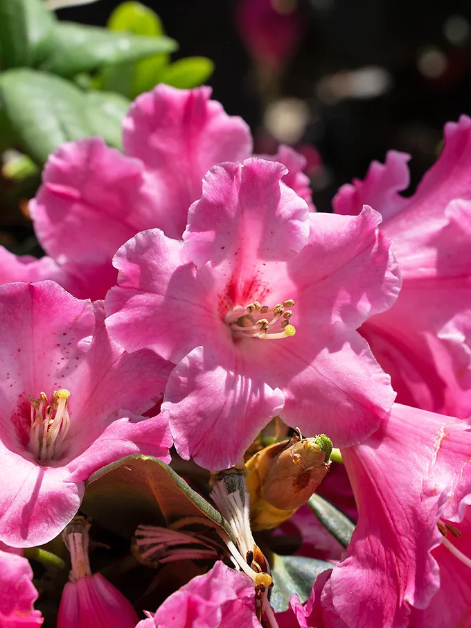 Rhododendron, Rhododendrons For Sale | Shrubs & Bushes