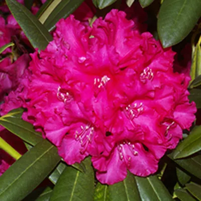Helen Dehr Rhododendron For Sale Online | The Tree Center