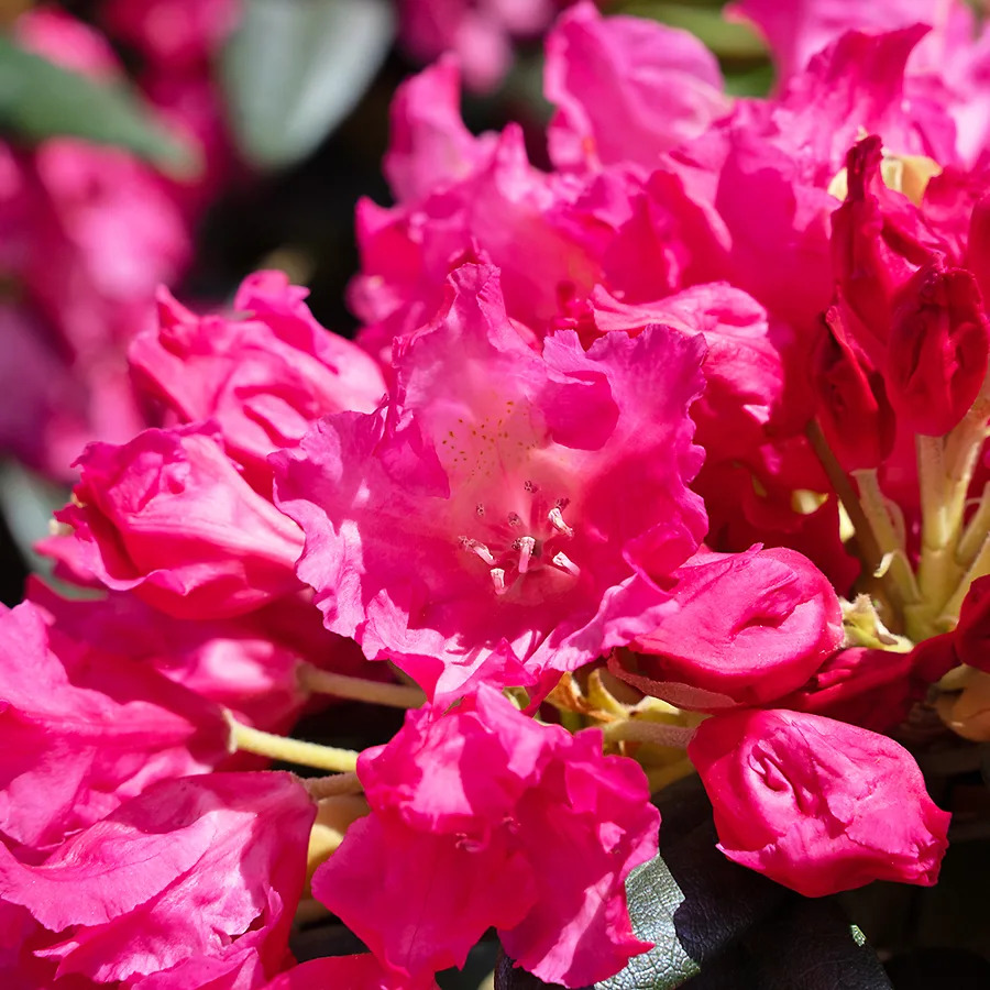Helen Dehr Rhododendron For Sale Online | The Tree Center