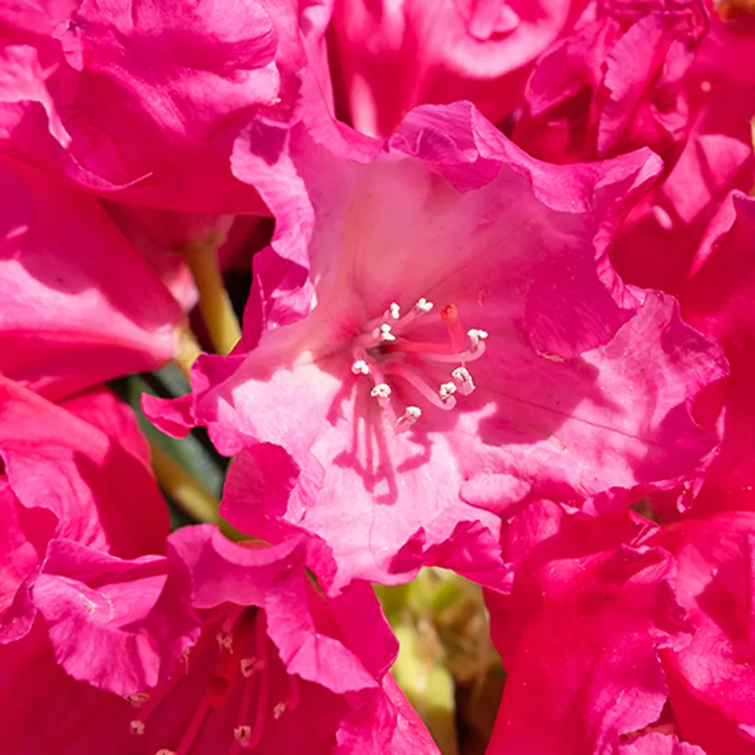 Helen Dehr Rhododendron For Sale Online | The Tree Center