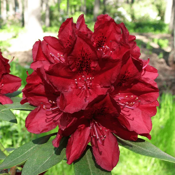 Henry's Red Rhododendron For Sale Online | The Tree Center