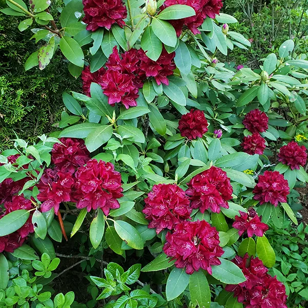 Henry's Red Rhododendron For Sale Online | The Tree Center