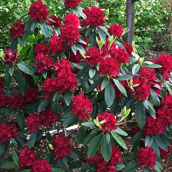 Henry's Red Rhododendron For Sale Online | The Tree Center