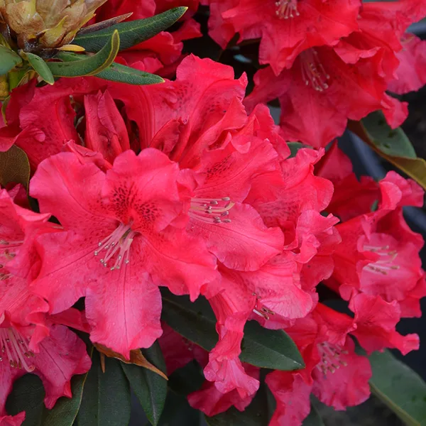Jean Marie Rhododendron For Sale Online | The Tree Center