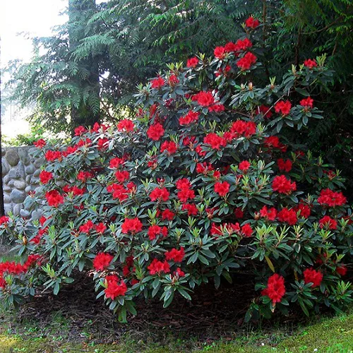 Jean Marie Rhododendron For Sale Online | The Tree Center