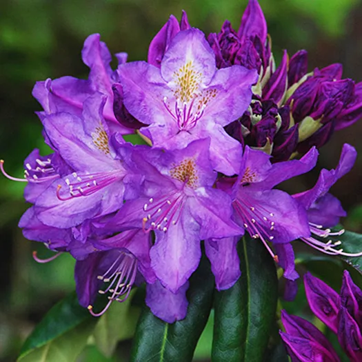 Lee's Best Purple Rhododendron For Sale Online | The Tree Center