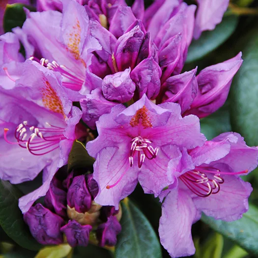 Lee's Best Purple Rhododendron For Sale Online | The Tree Center
