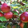 Liberty Apple Trees For Sale Online | The Tree Center