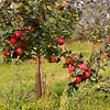 Liberty Apple Trees For Sale Online | The Tree Center