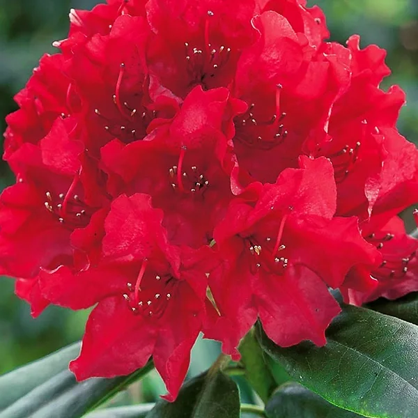 Lord Robert's Rhododendron For Sale Online | The Tree Center