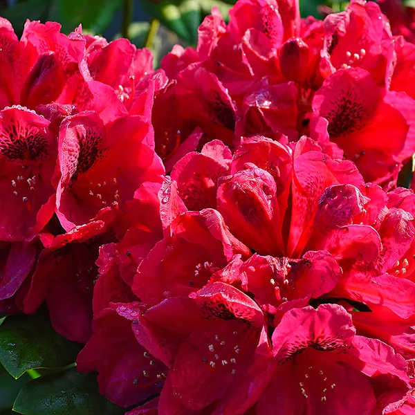 Lord Robert's Rhododendron For Sale Online | The Tree Center