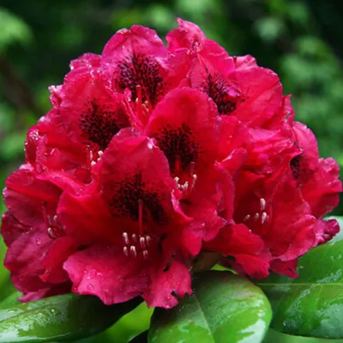 Lord Robert's Rhododendron For Sale Online | The Tree Center