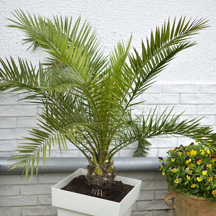 Majesty Palm Trees For Sale Online | The Tree Center