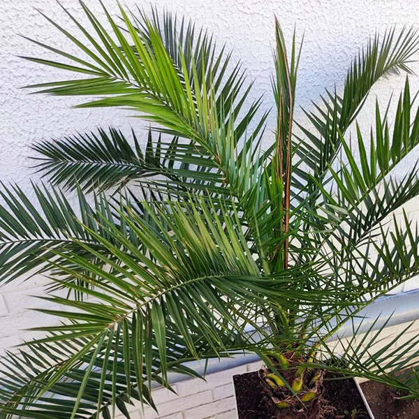 Majesty Palm Trees For Sale Online | The Tree Center
