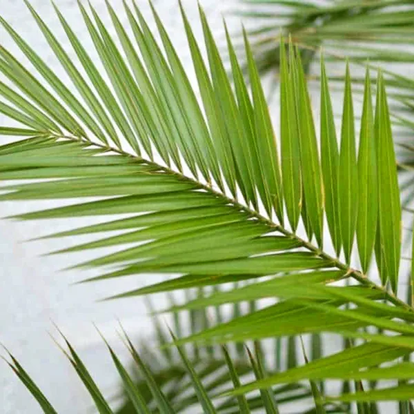 Majesty Palm Trees For Sale Online | The Tree Center