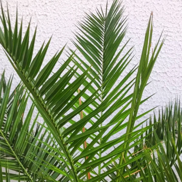Majesty Palm Trees For Sale Online | The Tree Center