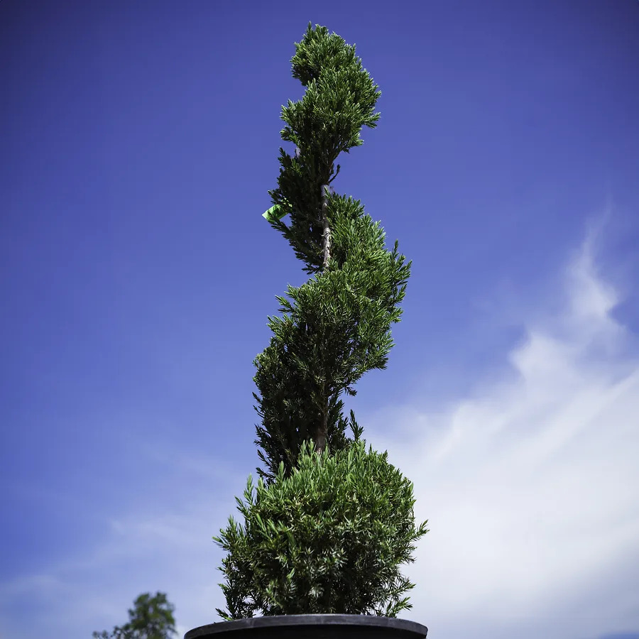 Spiral Sea Green Juniper For Sale | The Tree Center