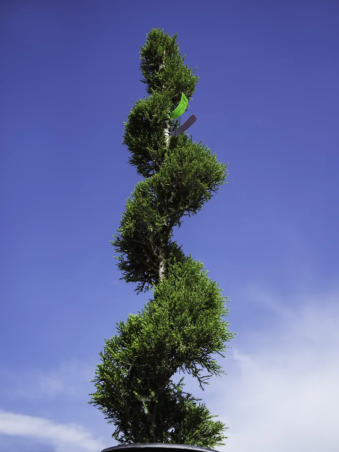 Juniper Trees For Sale Online | The Tree Center