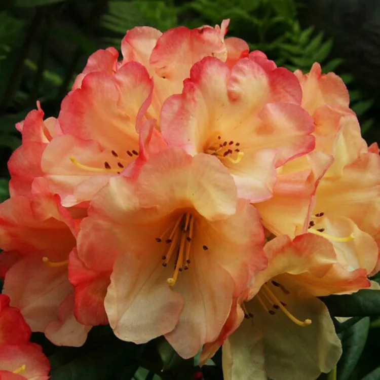 Seaview Sunset Rhododendron For Sale Online | The Tree Center
