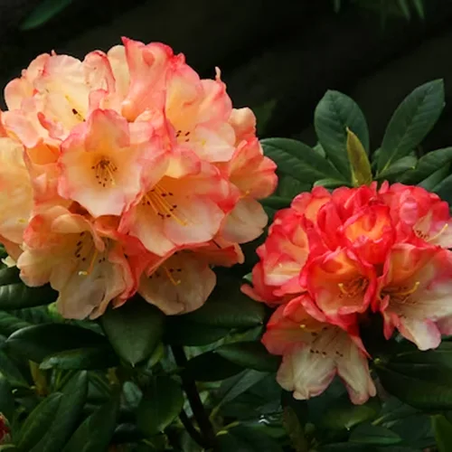 Seaview Sunset Rhododendron For Sale Online | The Tree Center