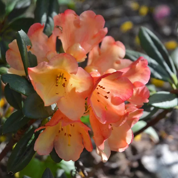Seaview Sunset Rhododendron For Sale Online | The Tree Center