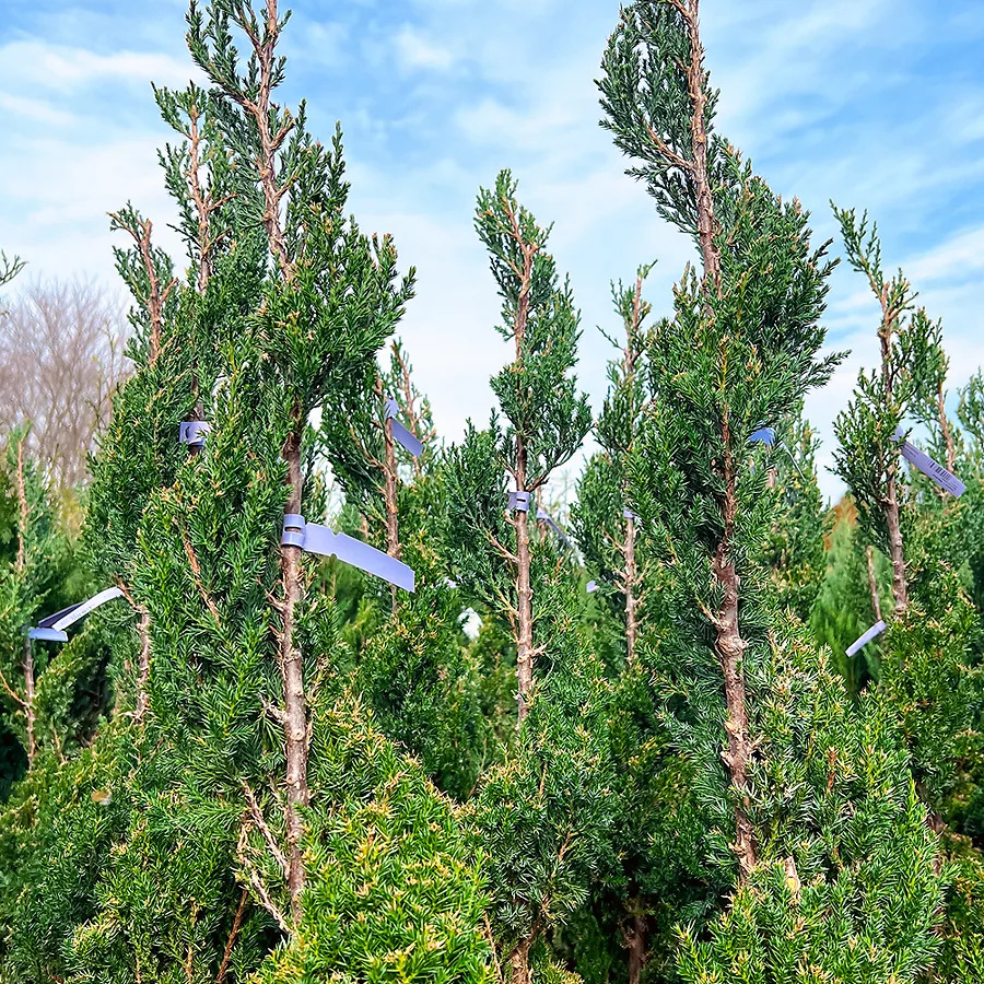 Spiral Blue Point Juniper Trees For Sale | The Tree Center