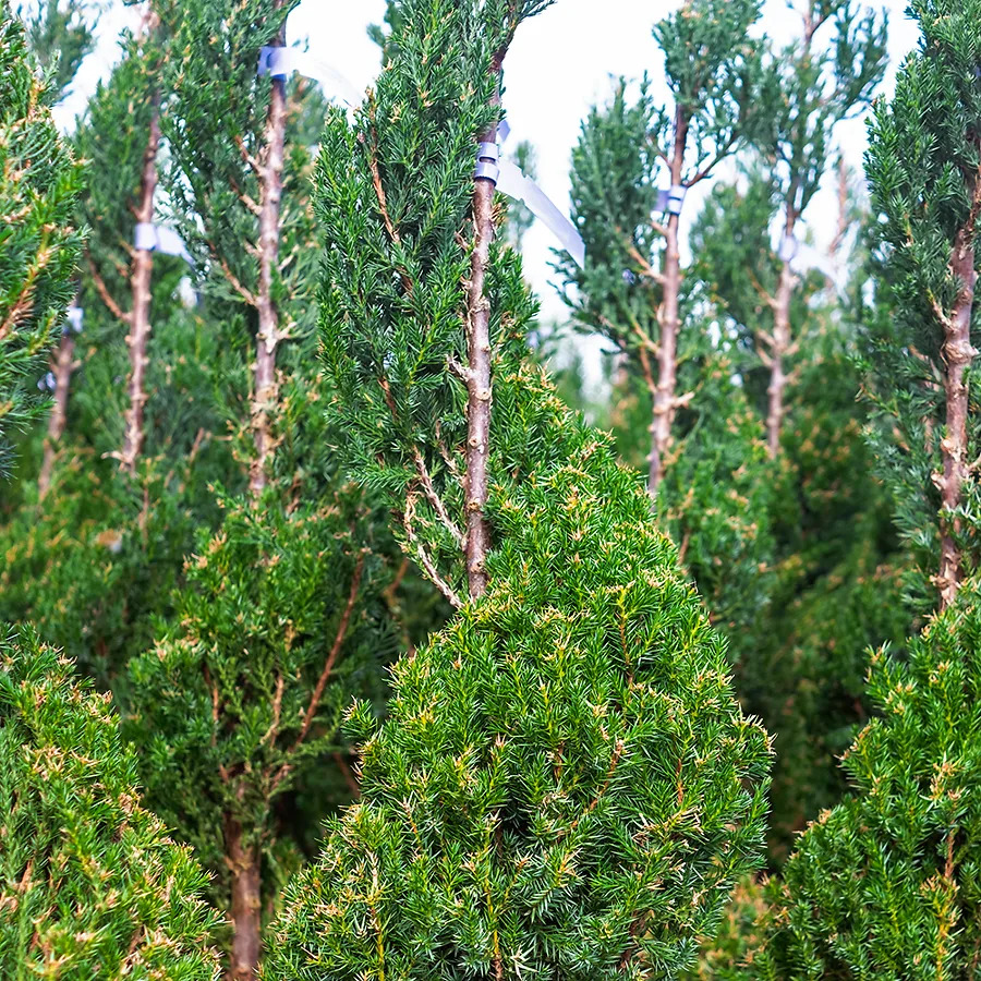 Spiral Blue Point Juniper Trees For Sale | The Tree Center