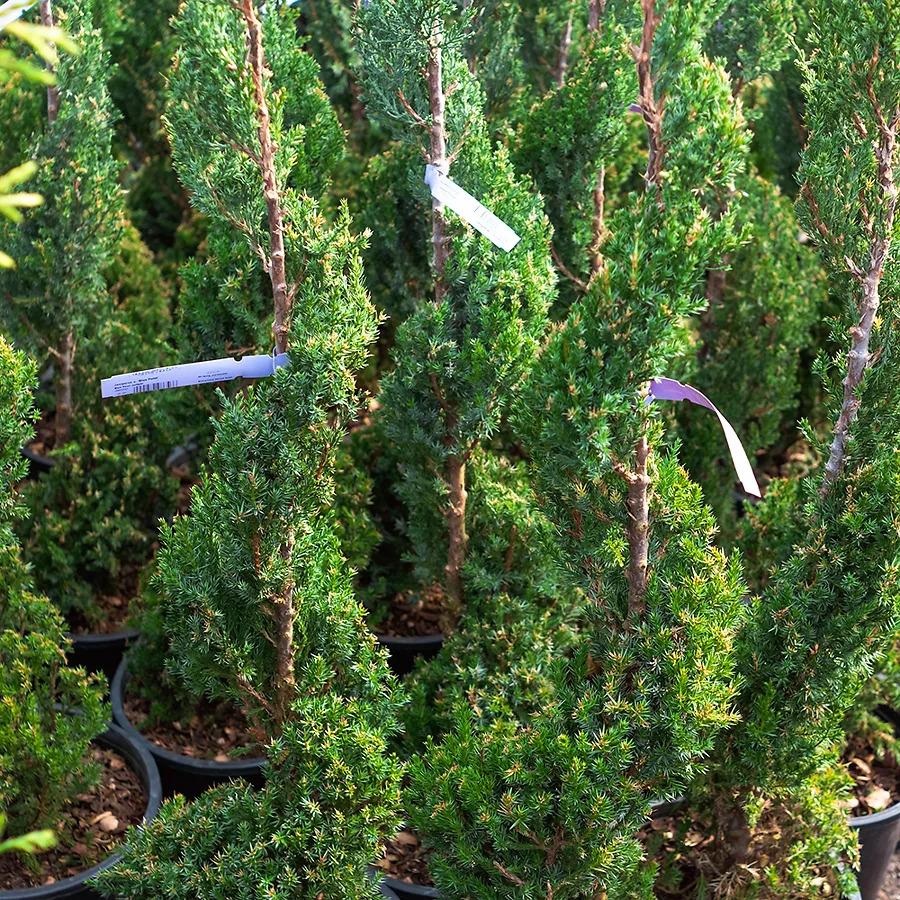 Spiral Blue Point Juniper Trees For Sale | The Tree Center