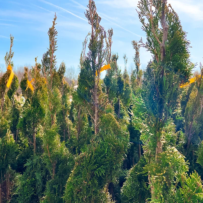 Spiral Emerald Green Arborvitae | Buy Emerald Thuja Online | The Tree ...