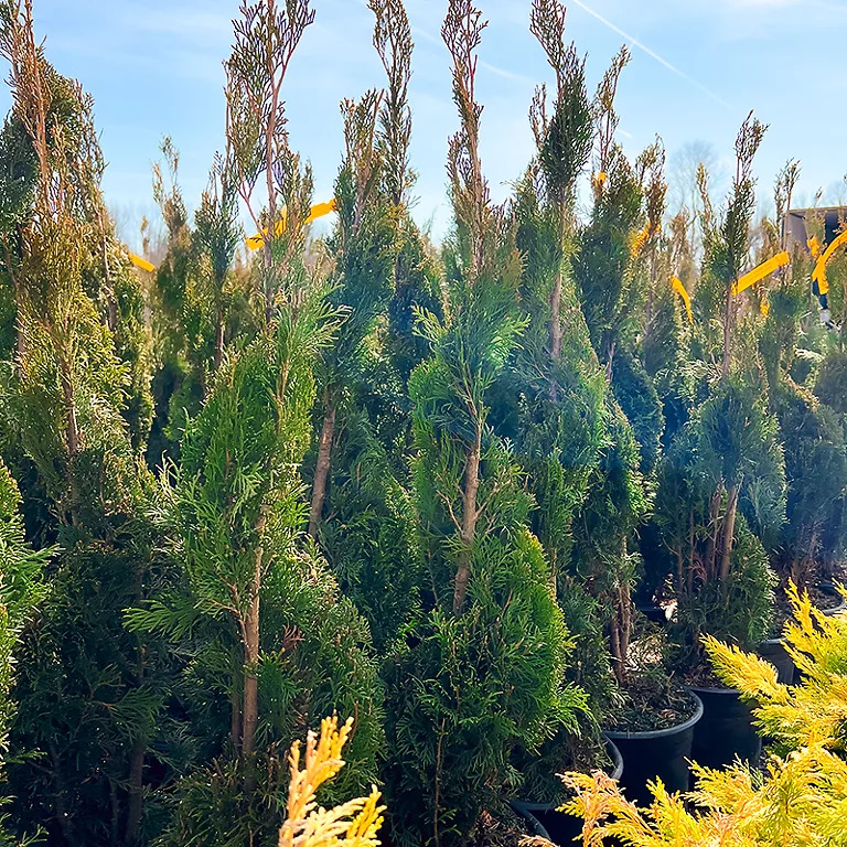 Spiral Emerald Green Arborvitae | Buy Emerald Thuja Online | The Tree ...