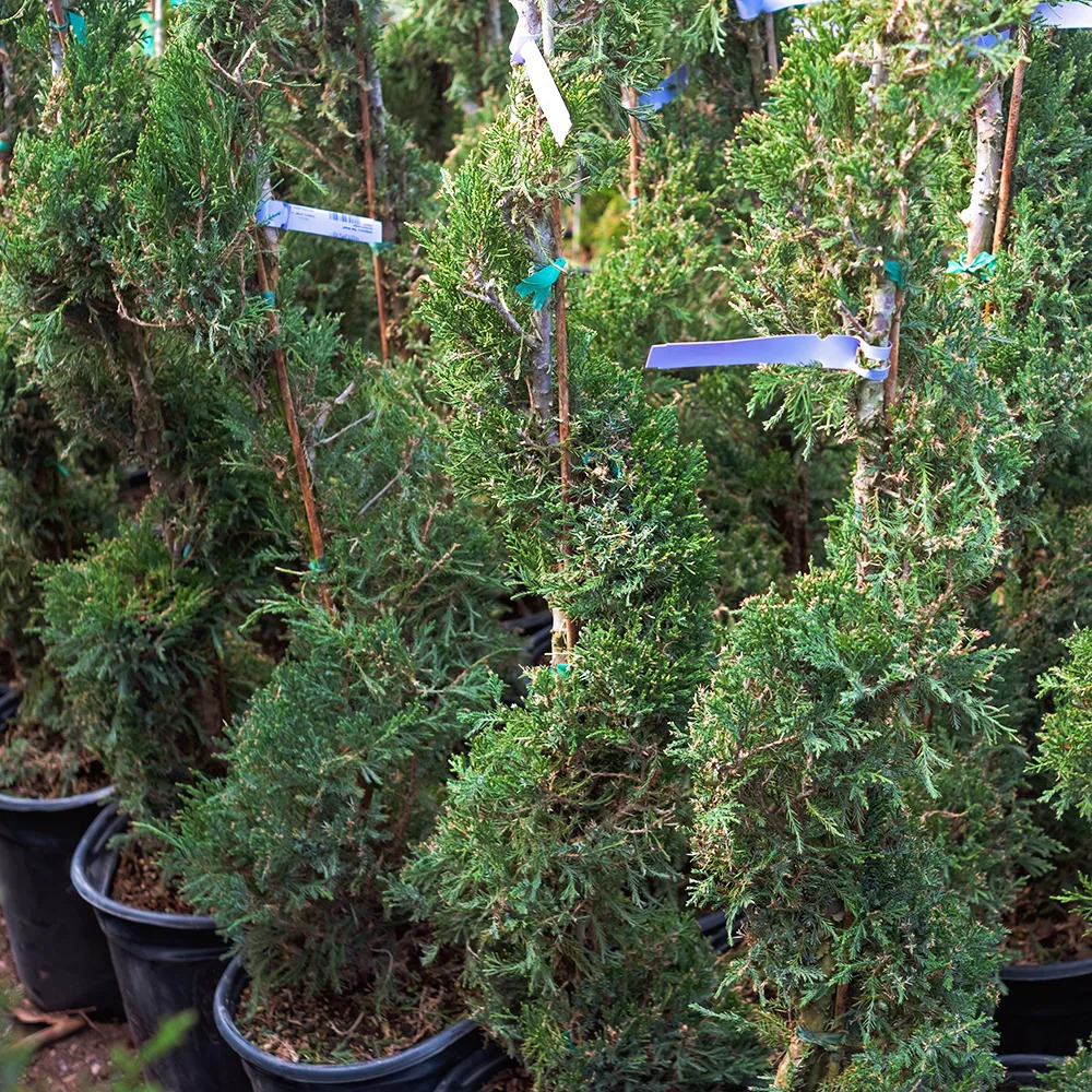 Spiral Sea Green Juniper For Sale | The Tree Center