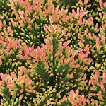 Spring Torch Heather For Sale Online | The Tree Center